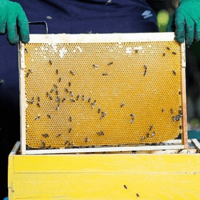 The Beeman Live Bee Removal is a Bee Removal Company in Scottsdale, AZ ...